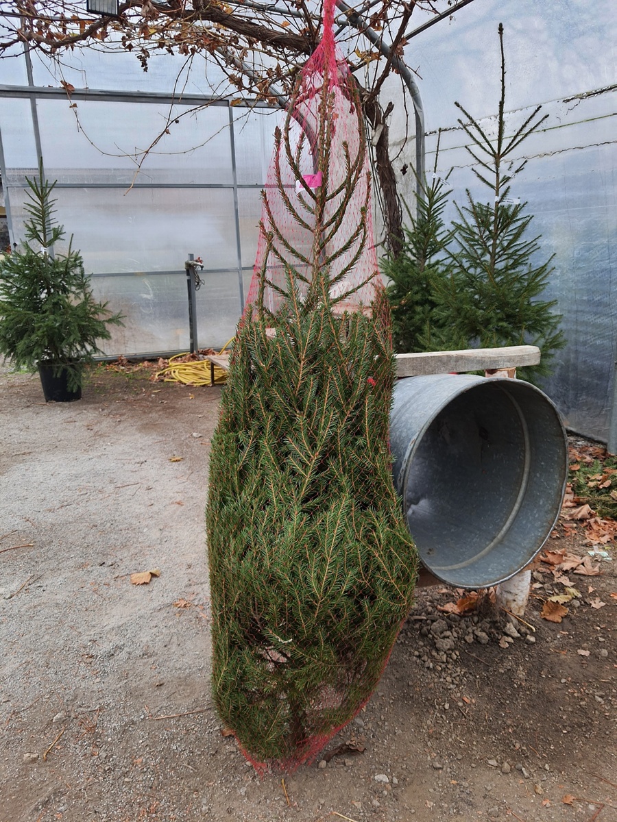 Rezana smreka Picea abies - navadna smreka 200-250cm (fotografija je ...