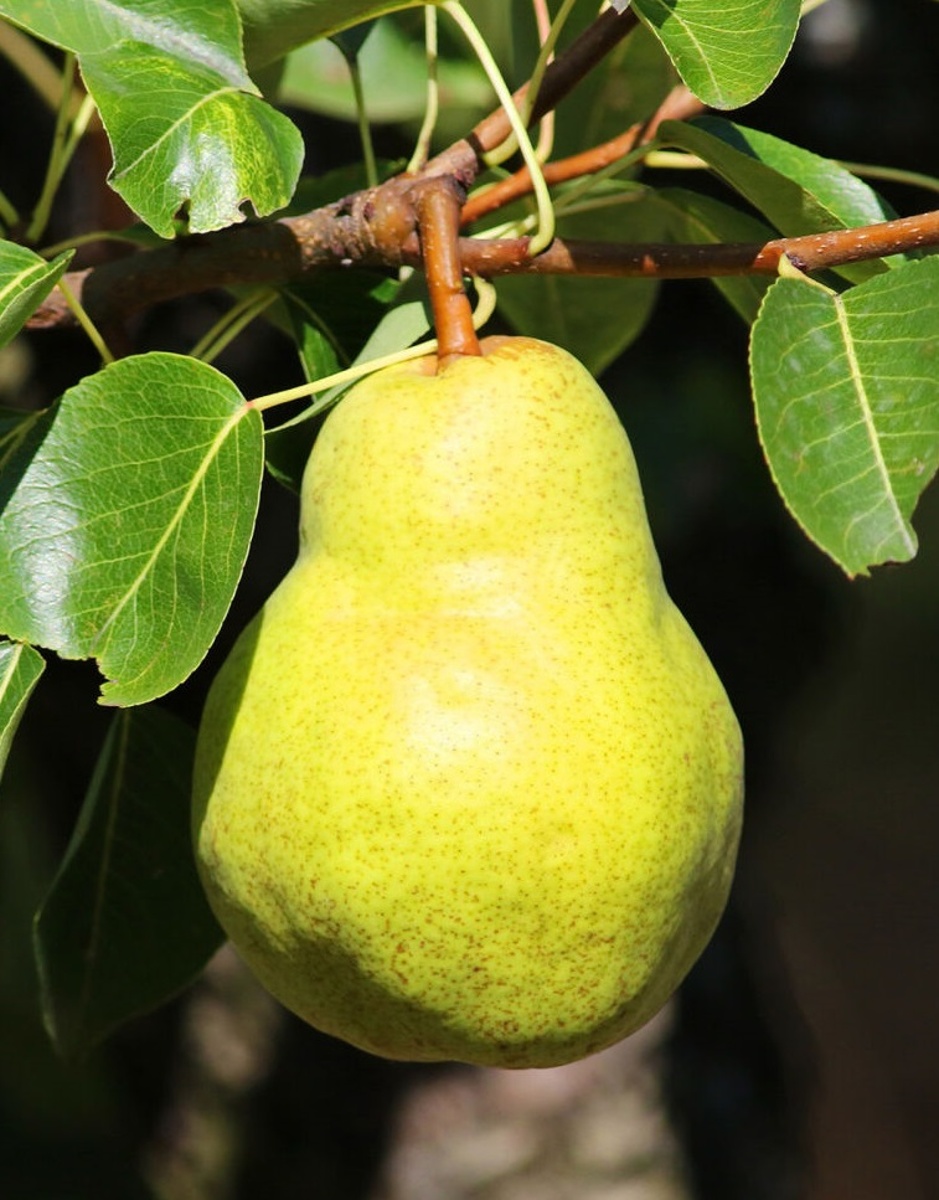 Hruška Viljamovka SEJANEC visokodebelna GOLA KORENINA | Sadike.si