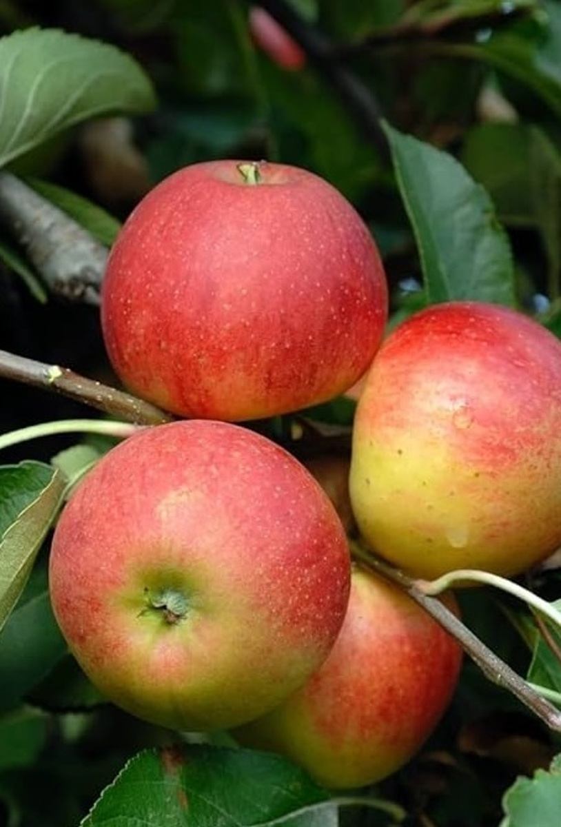 Jablana Elstar srednjedebelna LONEC | Sadike.si