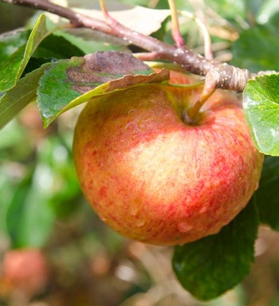 Jablana James Grieve M7 srednjedebelna GOLA KORENINA | Sadike.si