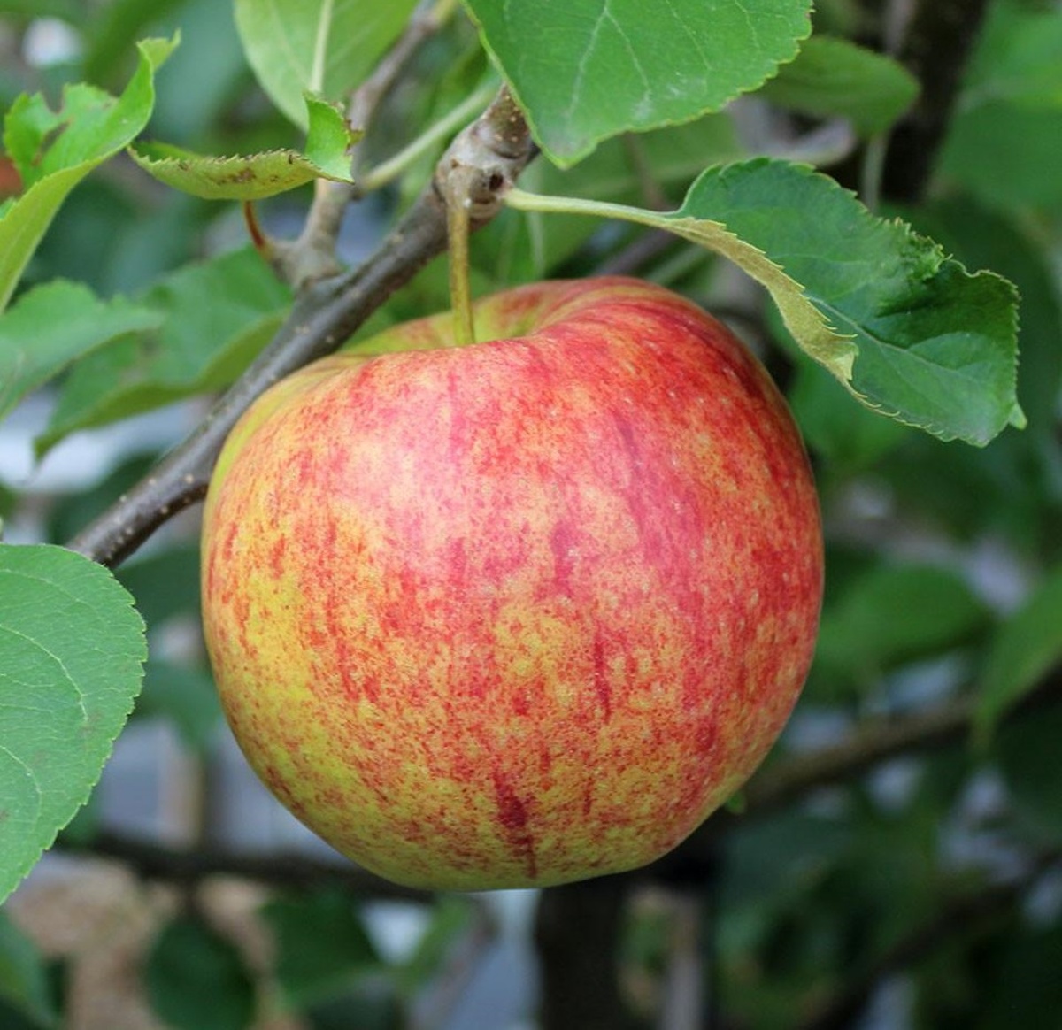 Jablana Jonagold M7 srednjedebelna GOLA KORENINA | Sadike.si