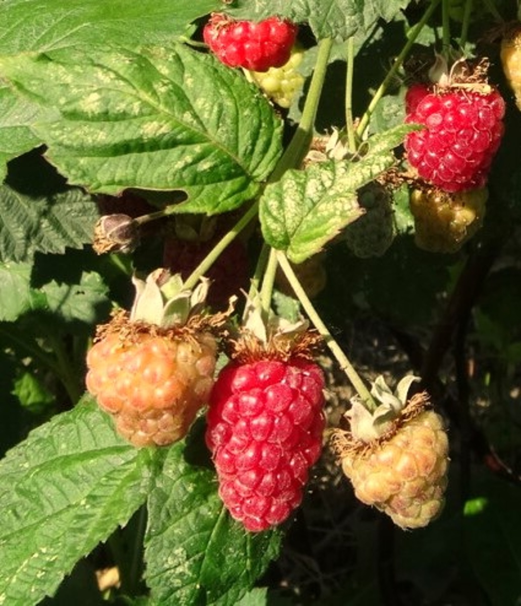 Križanec Loganberry LONEC | Sadike.si