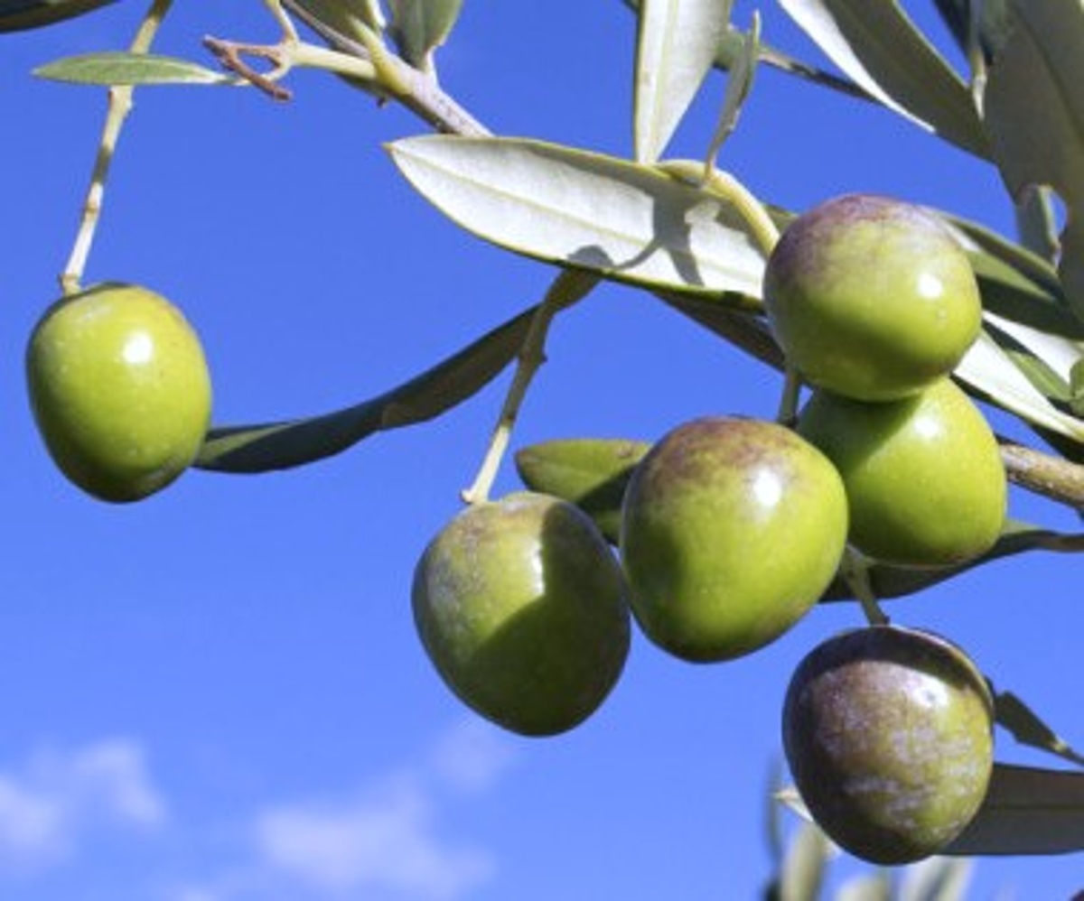Večletna - Oljka Oblica LONEC | Sadike.si