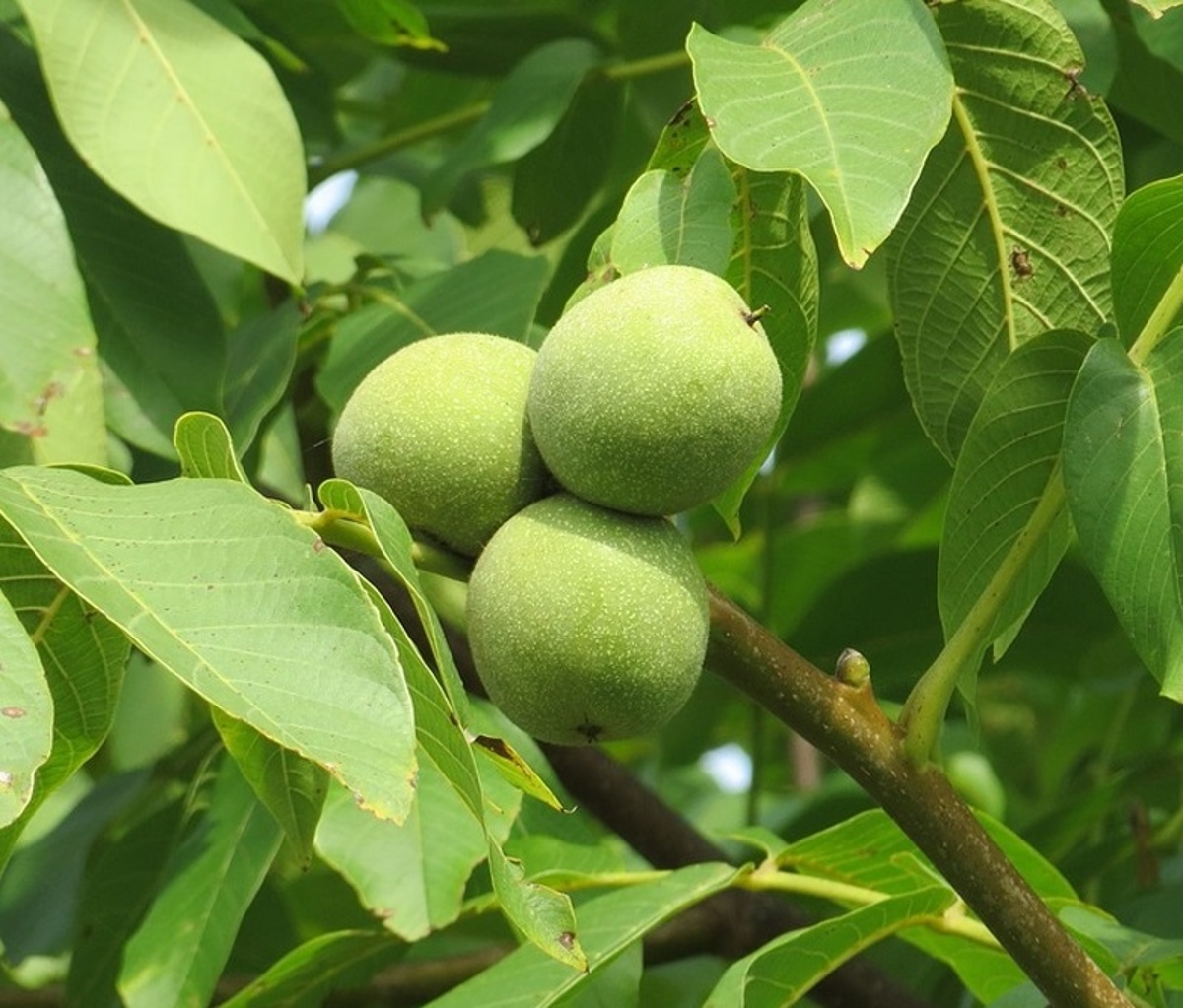 Oreh Chandler LONEC | Sadike.si