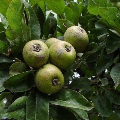 Hruška, nashi, kutina | Sadike.si