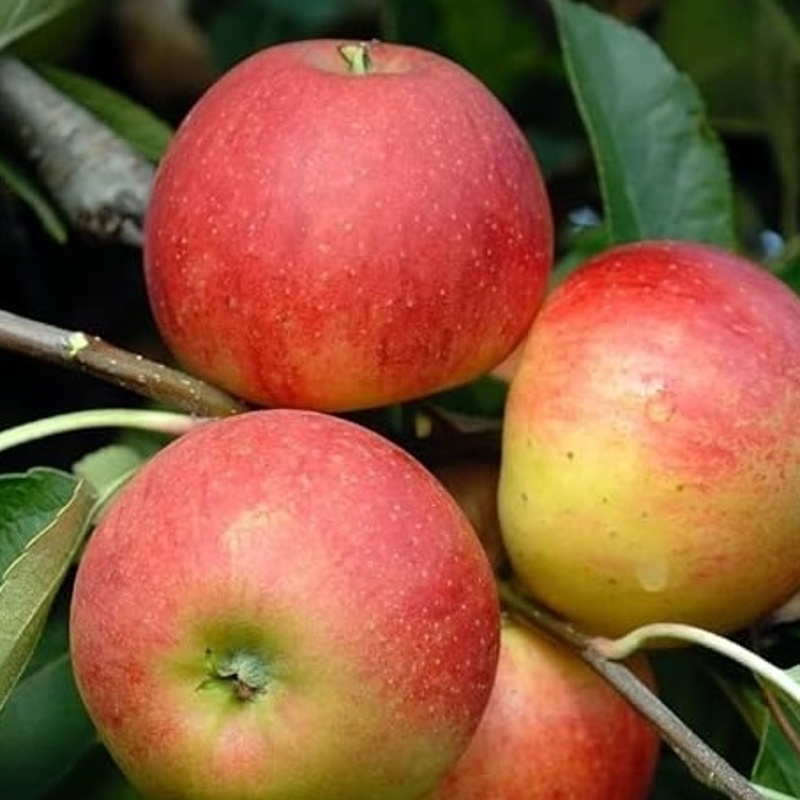 Jablana Elstar srednjedebelna LONEC | Sadike.si