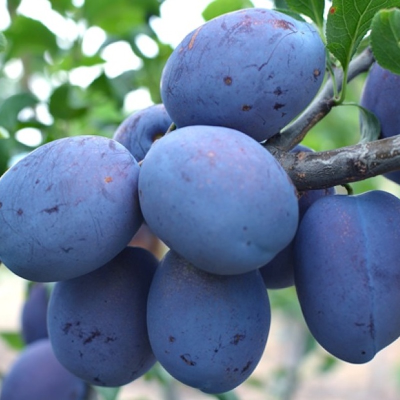 Sliva Toptaste (odporna sorta) GOLA KORENINA | Sadike.si