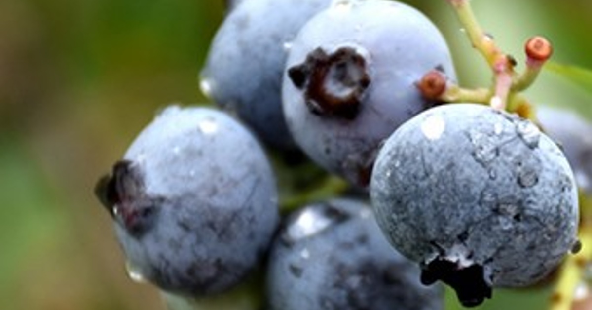 Ameriška borovnica NorthBlue LONEC | Sadike.si