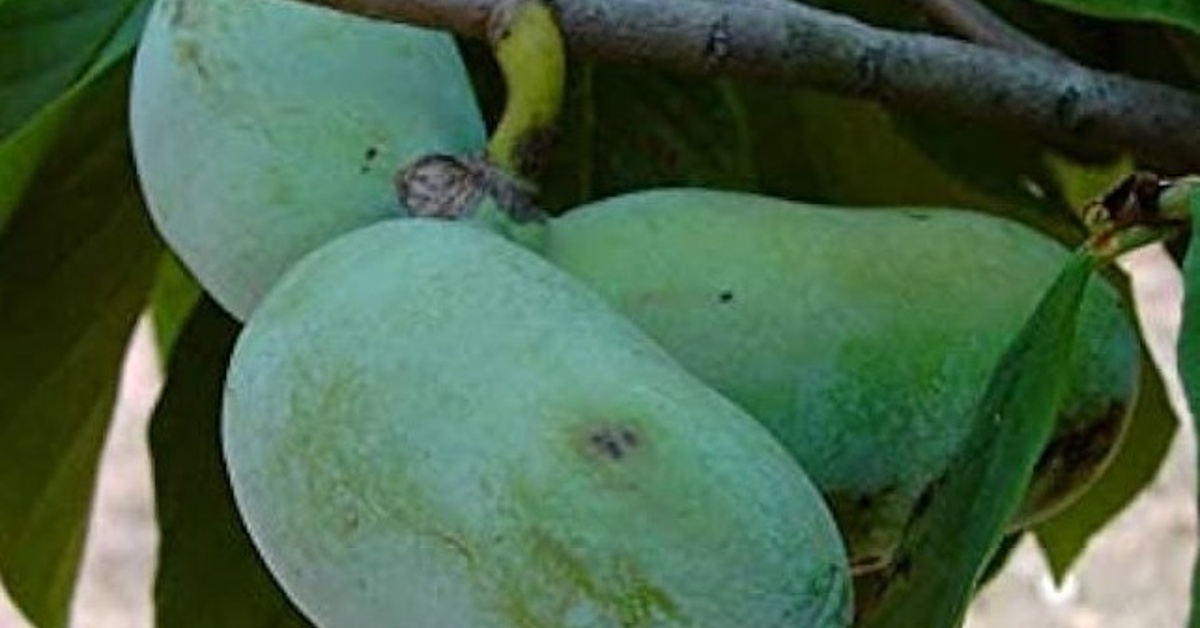 Asimina Prima L | Sadike.si