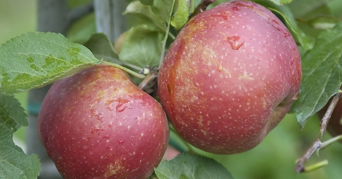 Jablana Rdeči boskop visokodebelna LONEC | Sadike.si