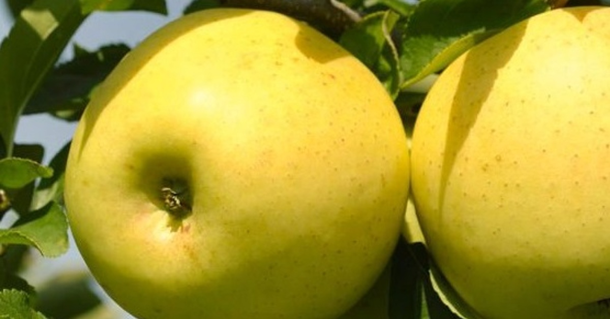 Jablana Zlati delišes visokodebelna | Sadike.si