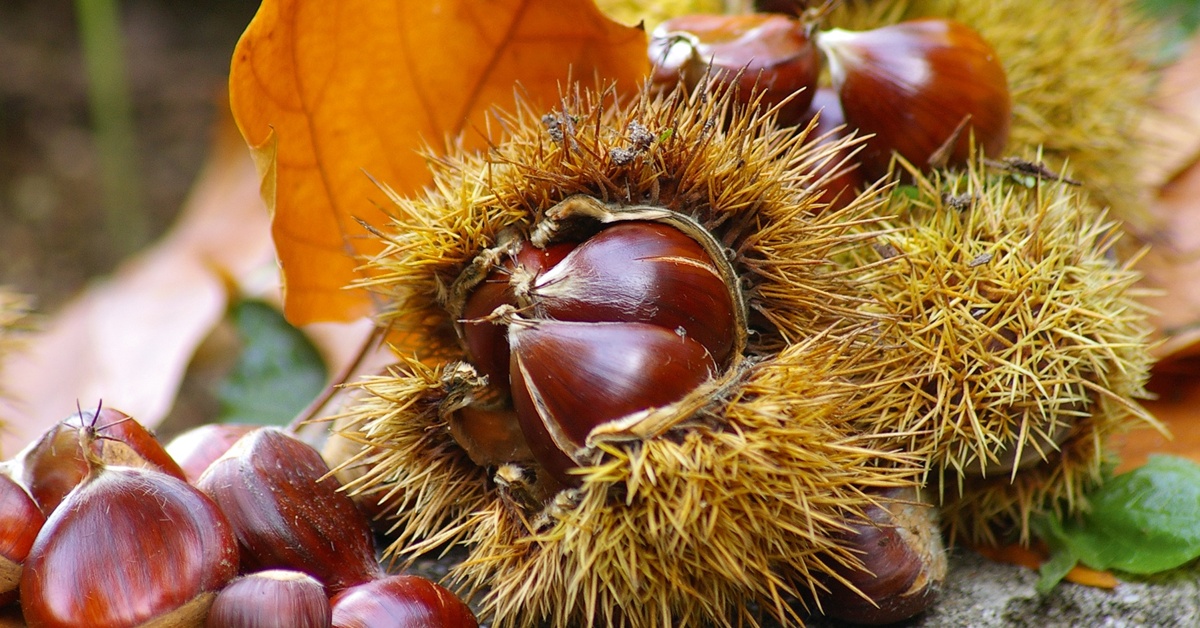 Kostanj Bouche de Betizac LONEC | Sadike.si