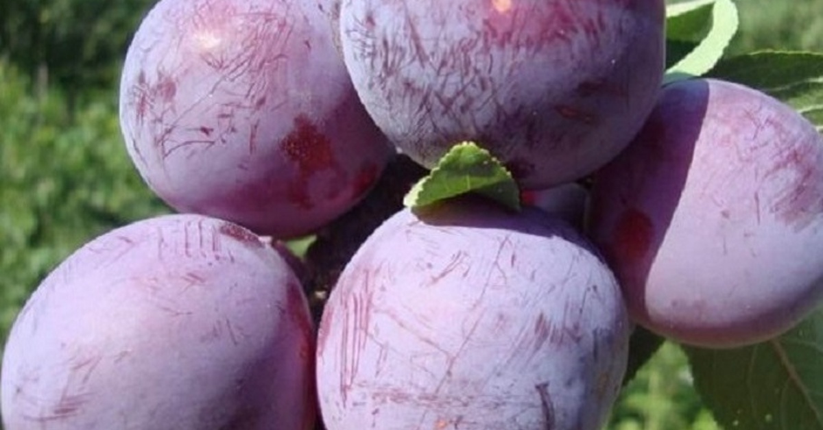 Sliva Altanova renkloda LONEC | Sadike.si