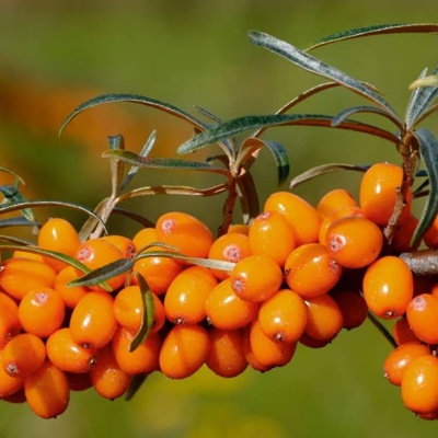 Eksotične vrste | Sadike.si