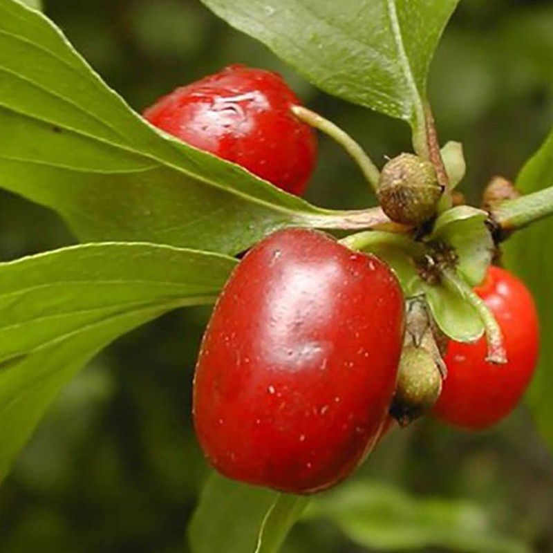 Rumeni dren 40-60cm LONEC | Sadike.si