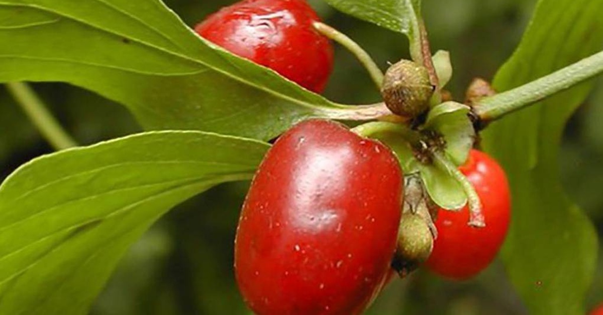 Rumeni dren 40-60cm LONEC | Sadike.si