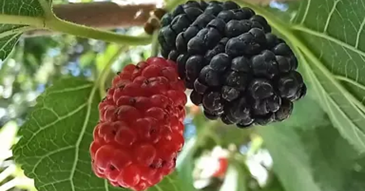 Morus nigra (črna murva) GOLA KORENINA | Sadike.si