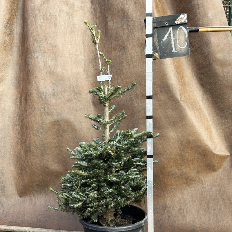 Novoletna Jelka 100-120cm (10) | Sadike.si