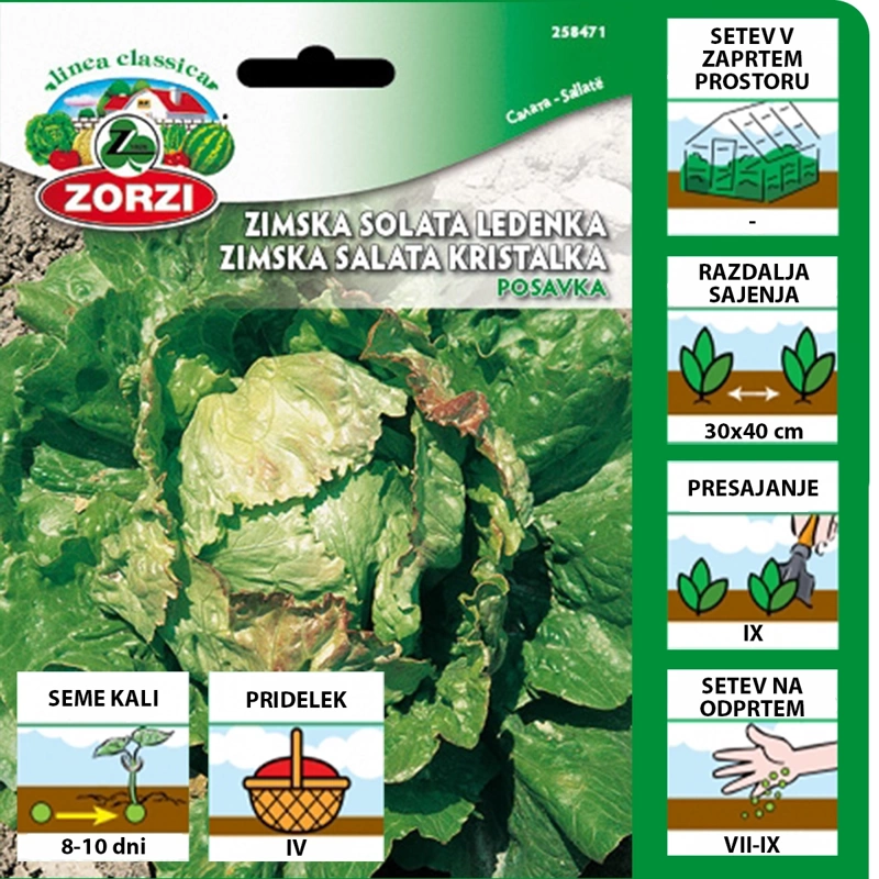 Solata Ledenka Posavka (zimska) | Sadike.si