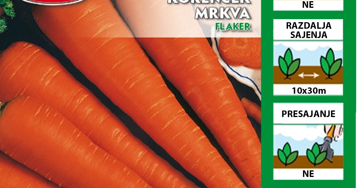 Korenček Flakkee 2 | Sadike.si