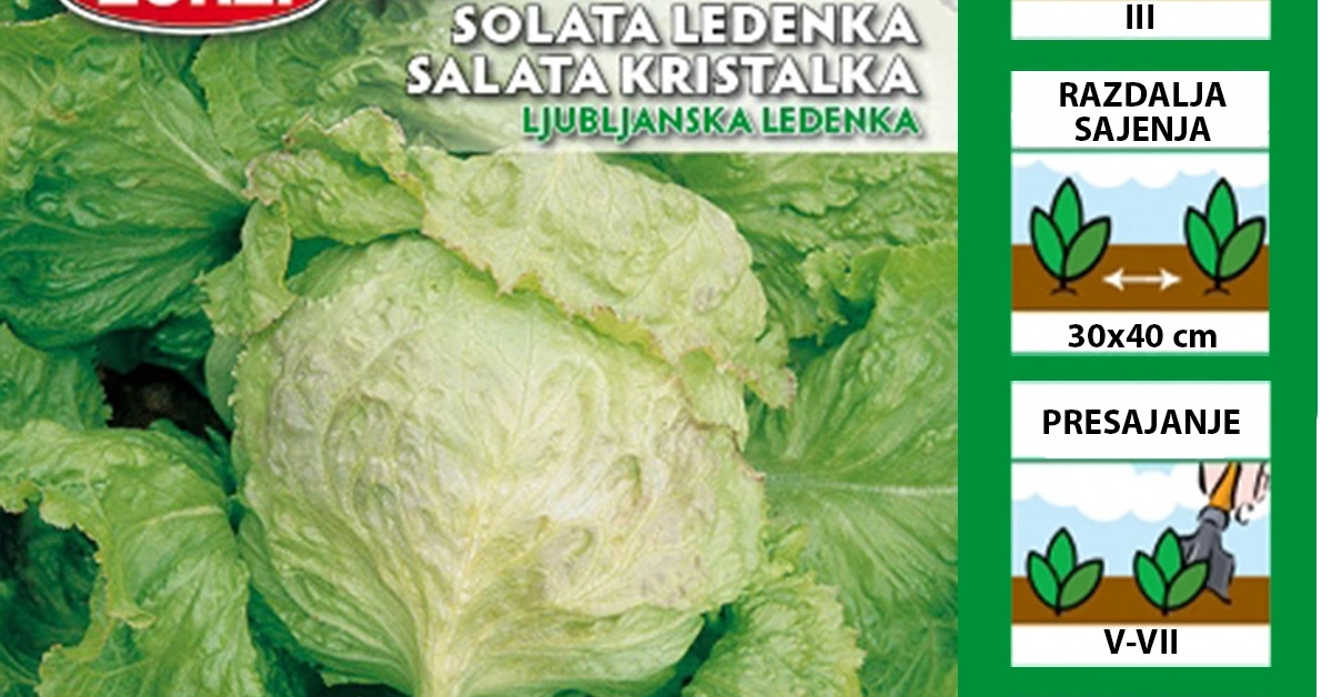 Solata Ledenka Ljubljanska | Sadike.si