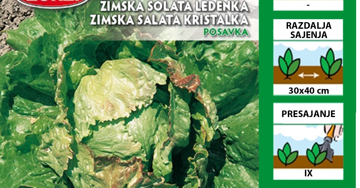 Solata Ledenka Posavka (zimska) | Sadike.si