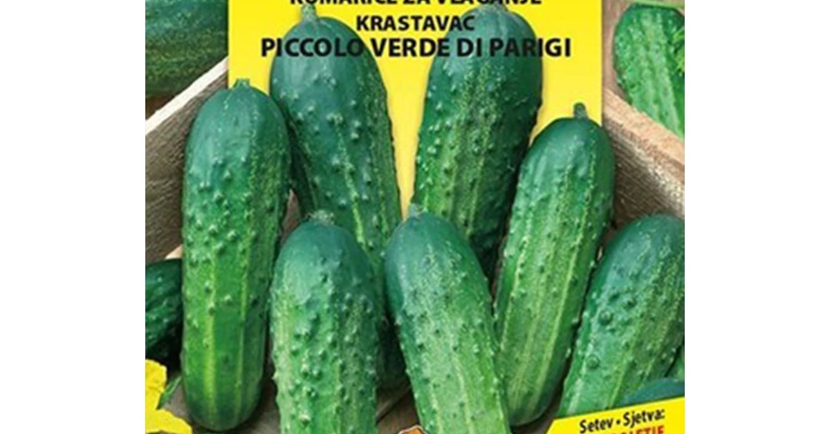 Kumarice za Vlaganje Big Pack 6g | Sadike.si