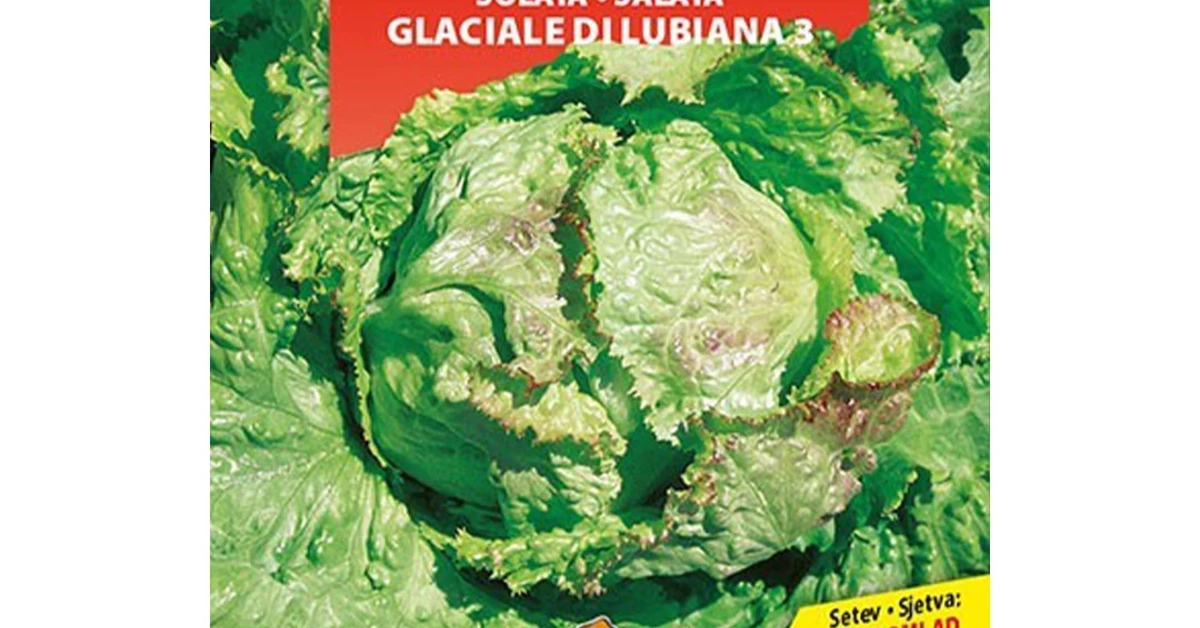 Solata Ledenka Ljubljanska Big Pack 15g | Sadike.si